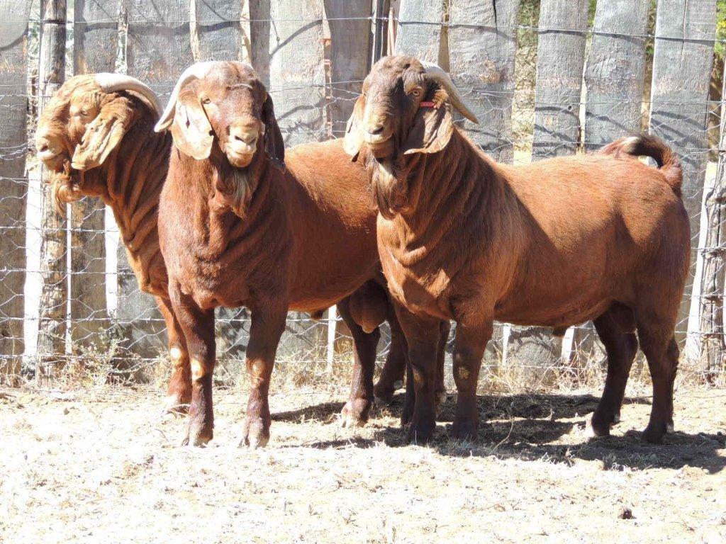 tollie jordaan 1 | SA Kalahari Reds